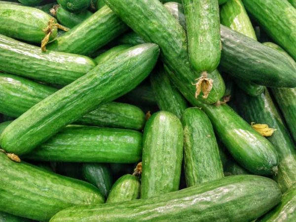 French Cucumber – Efreshco