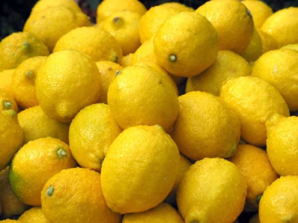 Yellow Lemon Verna – Efreshco